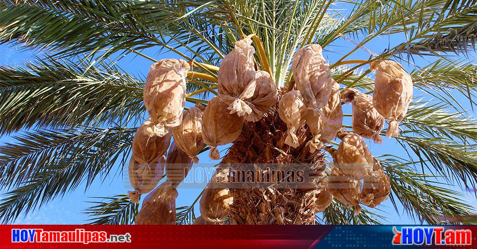 Hoy Tamaulipas - Inicia Segundo Festival Internacional de Palma ...