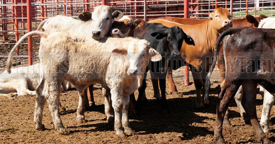 Hoy Tamaulipas - Vislumbran anio seco y complicado para la agricultura y ganaderia en Tamaulipas