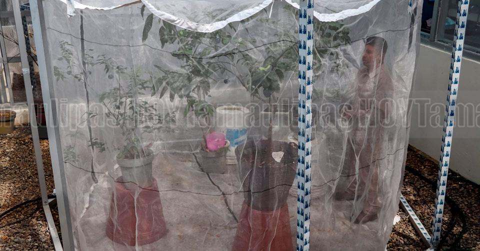 Hoy Tamaulipas - Mexico Opera con normalidad la Planta de Moscamed