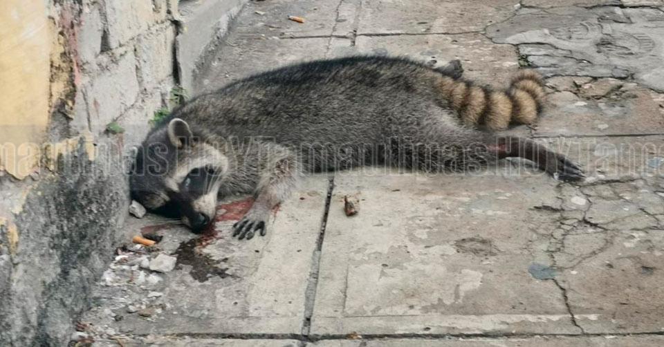 Hoy Tamaulipas - Tamaulipas Aparece mapache muerto en calles de Tampico