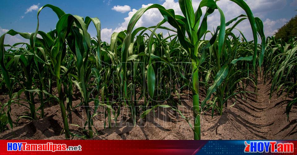 Hoy Tamaulipas - Publica Agricultura Reglas de Operacion de Produccion para el Bienestar 2024
