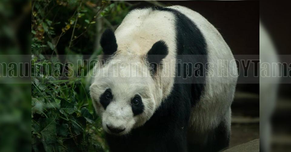 Hoy Tamaulipas - Es la mexicana Xin Xin una de las pandas mas longevas en el mundo