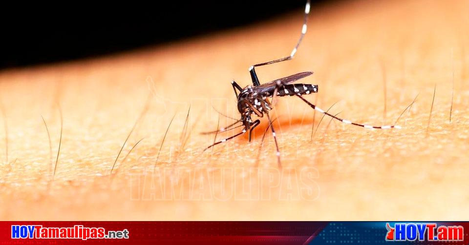 Hoy Tamaulipas - Intensifican acciones preventivas en la lucha contra el Dengue en Nuevo Leon