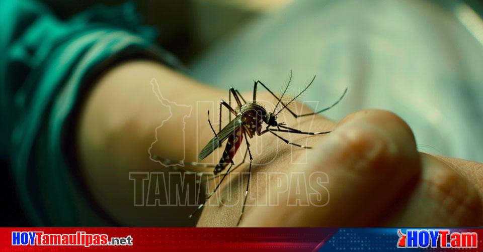 Hoy Tamaulipas - Salud en Tamaulipas Incrementan acciones tras aumento de casos de dengue en ...
