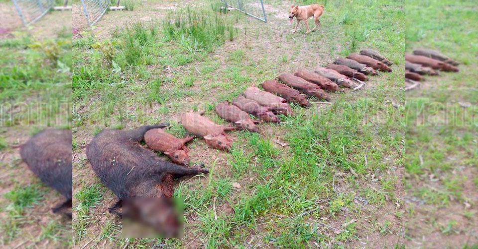Hoy Tamaulipas - Tamaulipas Marrano alzado representa plaga en Nuevo Laredo