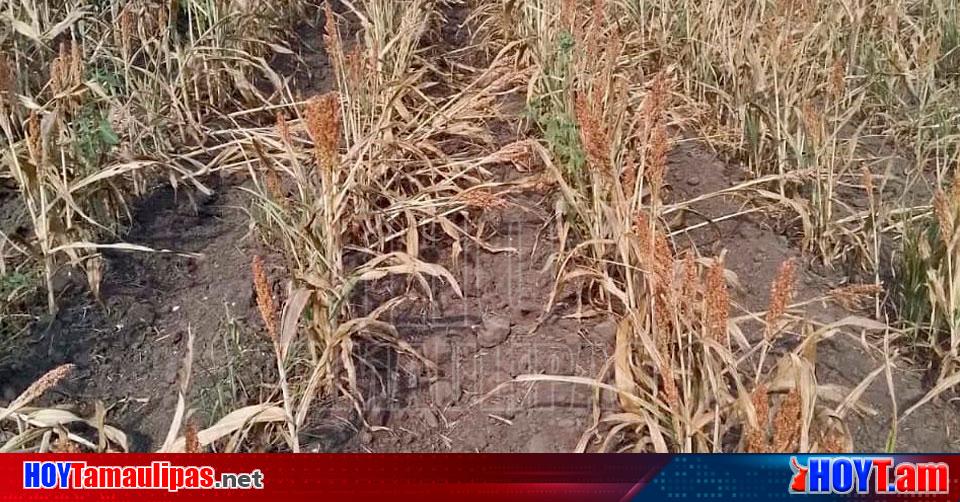 Hoy Tamaulipas - Tamaulipas Mas de mil hectareas de sorgo ya estan siniestradas en San Fernando
