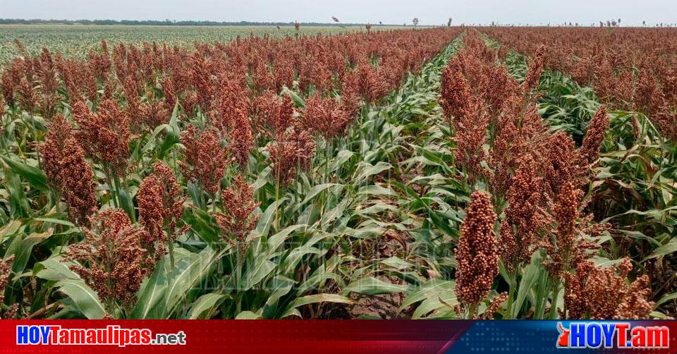 Hoy Tamaulipas - En riesgo 70 mil hectareas de sorgo en Tamaulipas por las lluvias