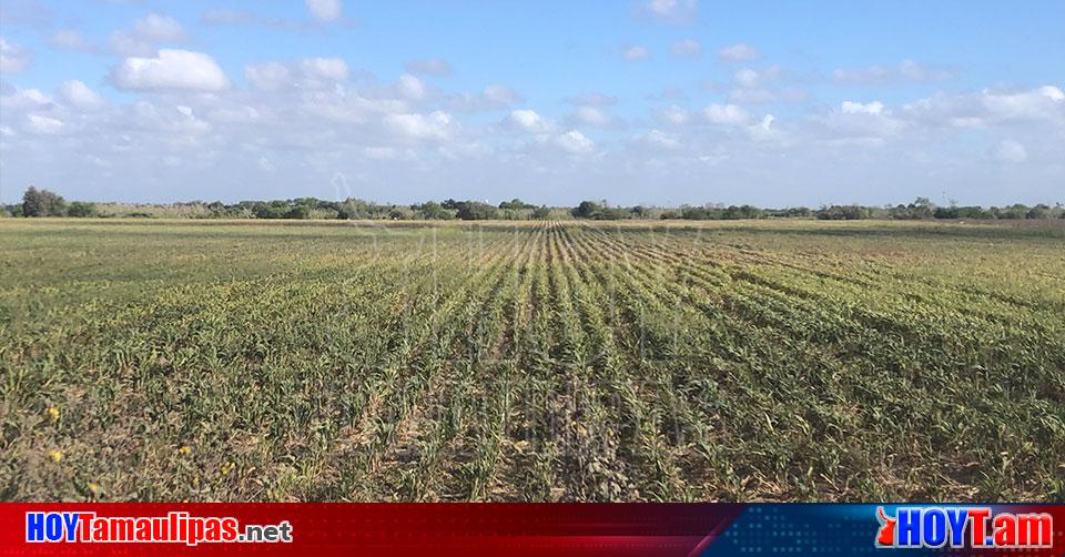 Hoy Tamaulipas - Tamaulipas Lluvias paralizan avance en la recoleccion de sorgo en Matamoros