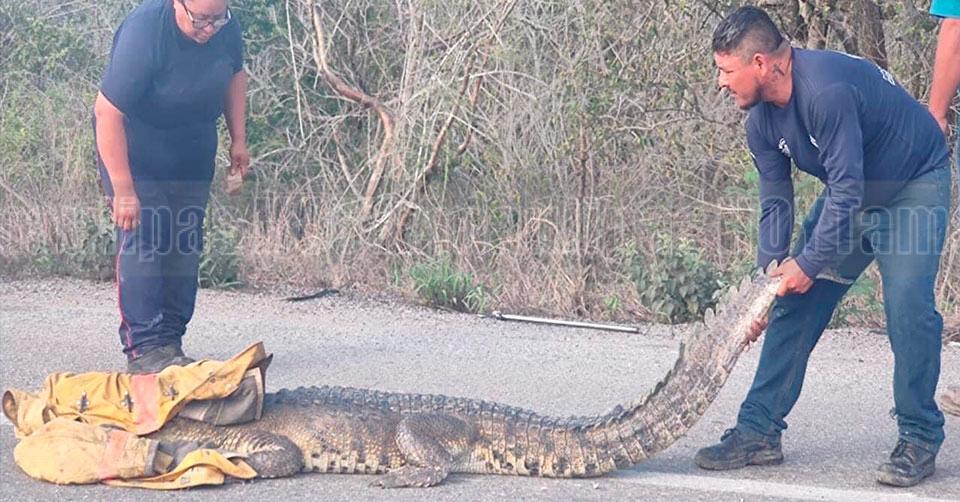Hoy Tamaulipas - Tamaulipas Cocodrilo mordio a bombero que trataba de ...