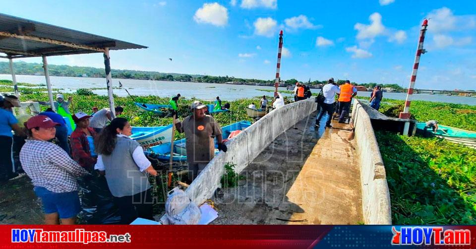 Hoy Tamaulipas - Logran desazolvar en Tampico 40 toneladas de lirio ...