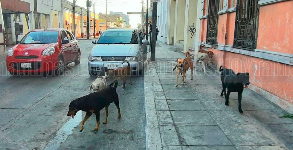 Hoy Tamaulipas - Tamaulipas Reconocen que no hay control sobre perros callejeros en Tamaulipas