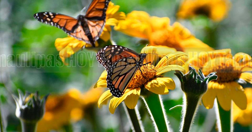 Hoy Tamaulipas - Invertira Tamaulipas en la proteccion del habitat de ...