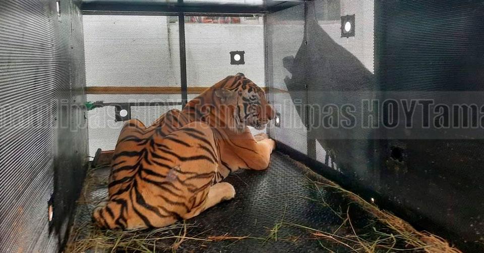 Hoy Tamaulipas - Tamaulipas Enviaran al tigre de Reynosa al Zoologico ...
