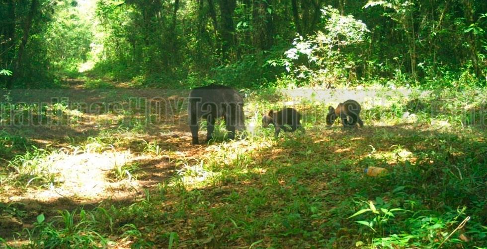 Hoy Tamaulipas - Avistan los primeros osos negros en la Reserva de La ...