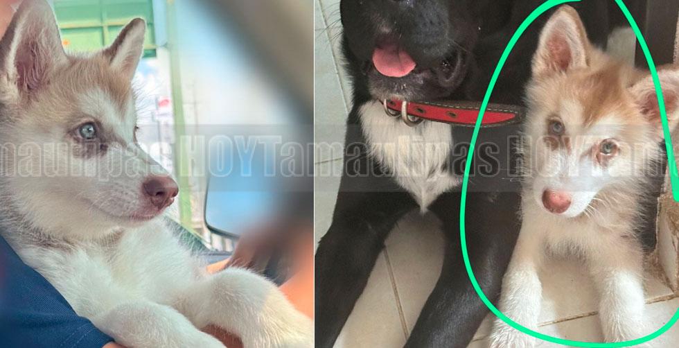 Hoy Tamaulipas - Se perdio Â“CamiloÂ” en Victoria familia ofrece recompensa