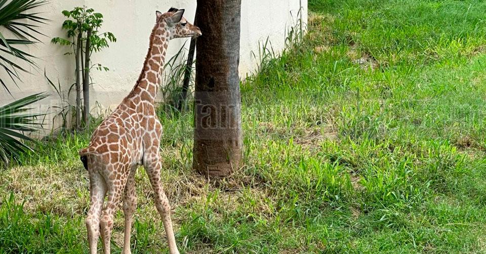 Hoy Tamaulipas - Tamaulipas Convocan a elegir nombre para jirafa macho ...