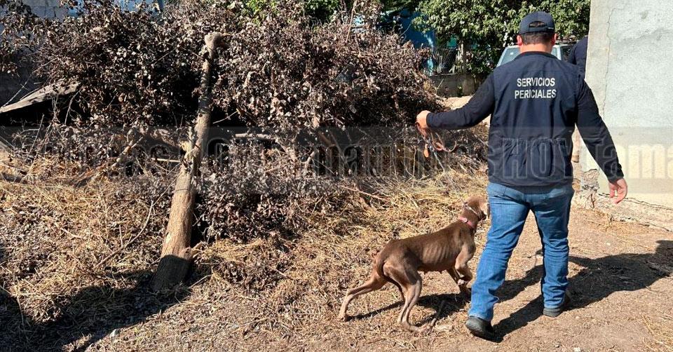 Hoy Tamaulipas - Tamaulipas Rescatan lomito desnutrido y hallan a otro ...