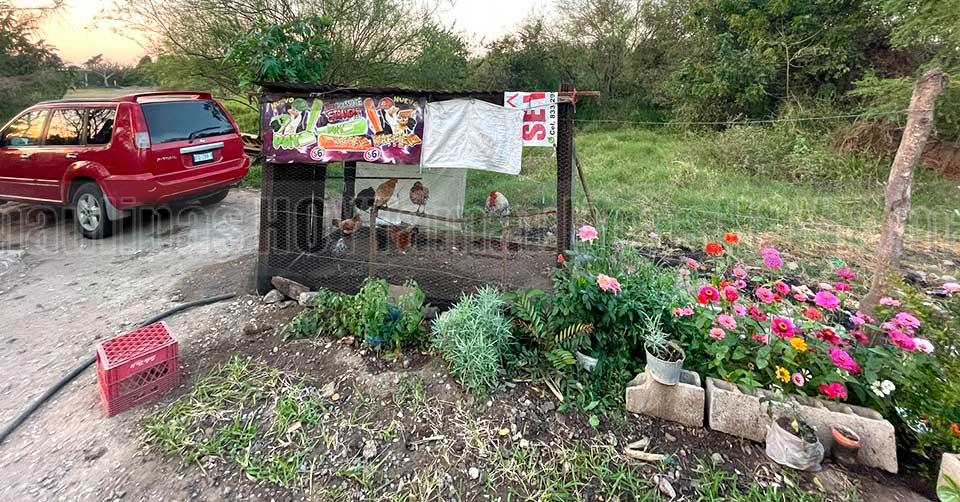 Hoy Tamaulipas - Tamaulipas Felino acecha en Altamira reportan ataque a ...