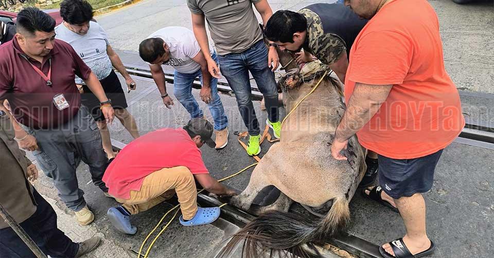Hoy Tamaulipas - Tamaulipas Caballo que arrastraba carreta esta en ...