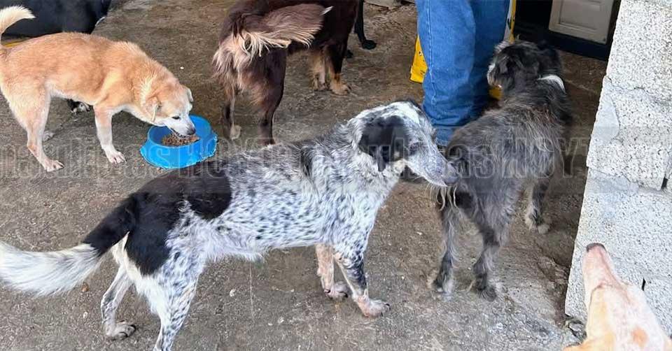 Hoy Tamaulipas - Tamaulipas Sucumbe refugio de mascotas de Tampico ante ...