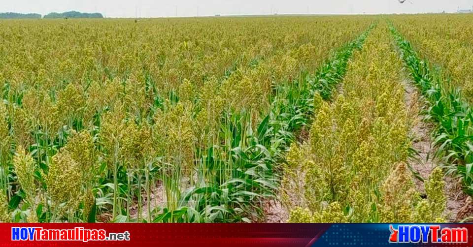 Hoy Tamaulipas - Tamaulipas Se adelantan trillas de sorgo en San Fernando por falta de humedad