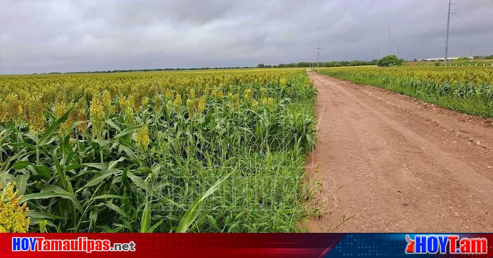 Hoy Tamaulipas - Tamaulipas Descartan que escasez de lluvias afecte la produccion de sorgo en ...