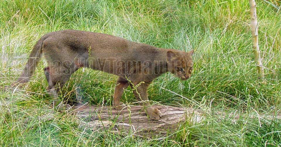 Hoy Tamaulipas - Tamaulipas Avistan un leoncillo en el sector Moscu de ...