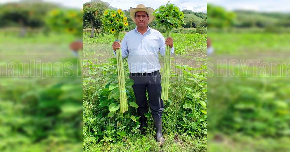 Hoy Tamaulipas - De la semilla al sol Cultivando girasoles con exito