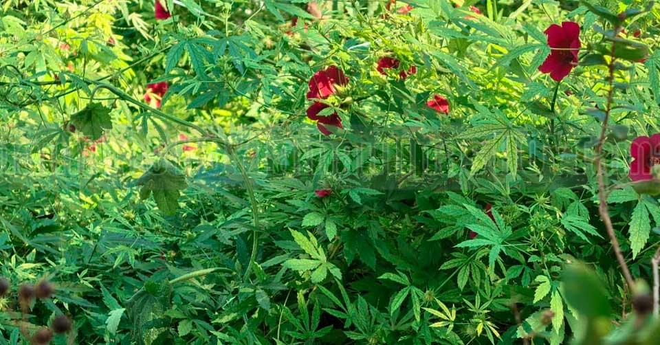 Hoy Tamaulipas - Despliegan operativo por presunto cultivo de