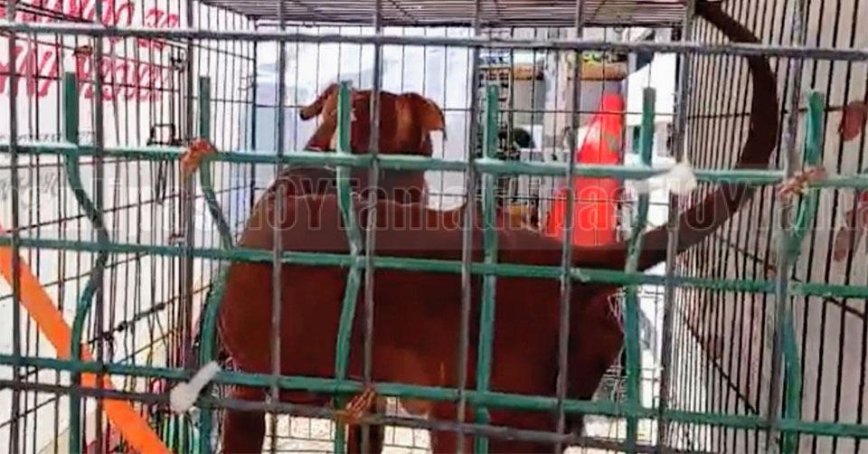 Hoy Tamaulipas - Tamaulipas Caso viral de maltrato animal en Tampico ...