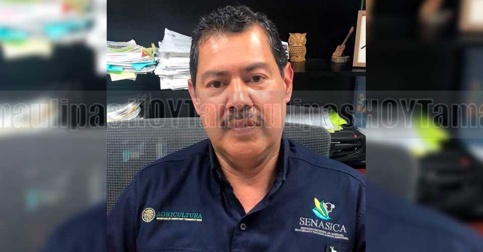Hoy Tamaulipas - Invertiran 8 mdp para frenar plaga que amenaza ...