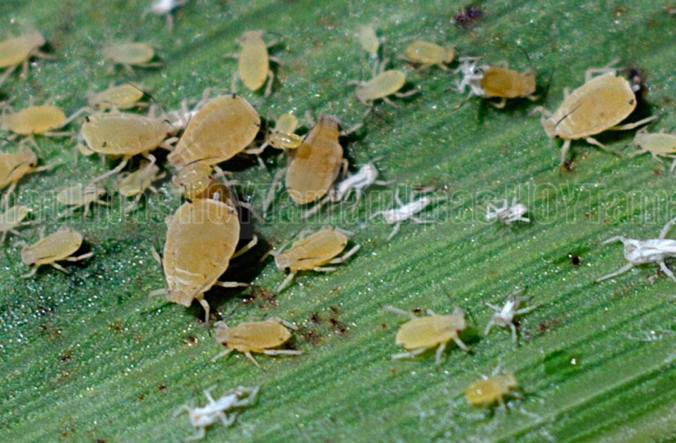 Hoy Tamaulipas - Parasitos de insectos posible alternativa para ...