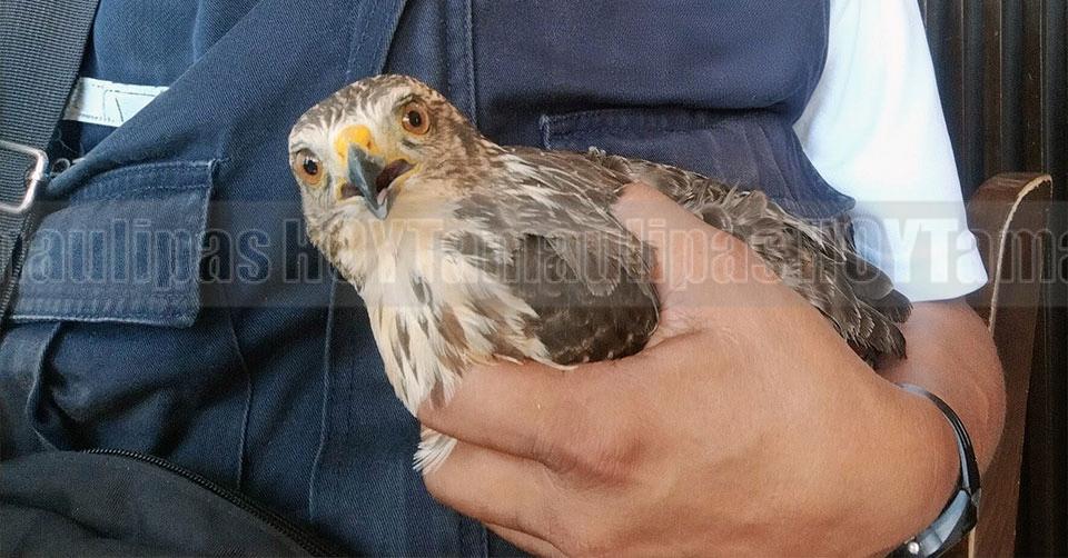 Hoy Tamaulipas - Tamaulipas Rescatan a cria de halcon atacada por ...
