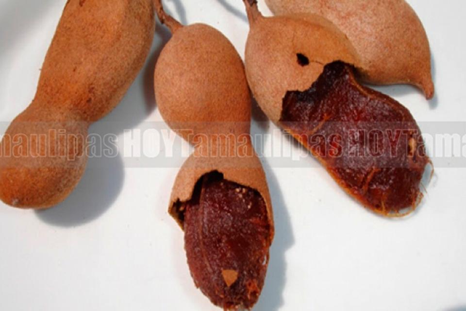 Hoy Tamaulipas - Universitarios crean espuma biodegradable con semillas ...