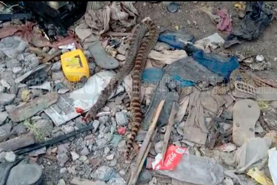 Hoy Tamaulipas - Serpiente ataca a pepenador en basurero de Ciudad Victoria