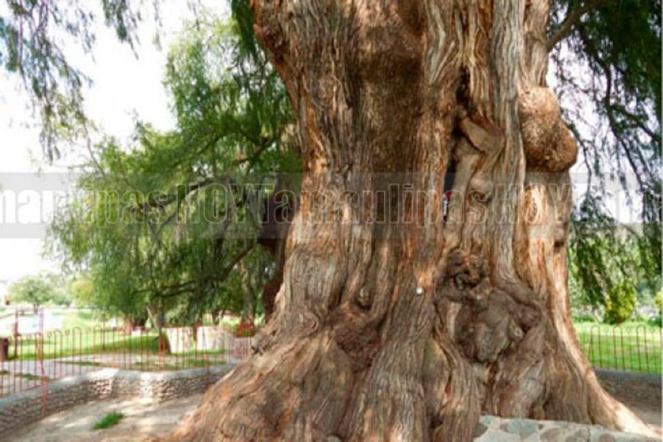 Hoy Tamaulipas - Lanzarote el ahuehuete que marco la independencia de ...