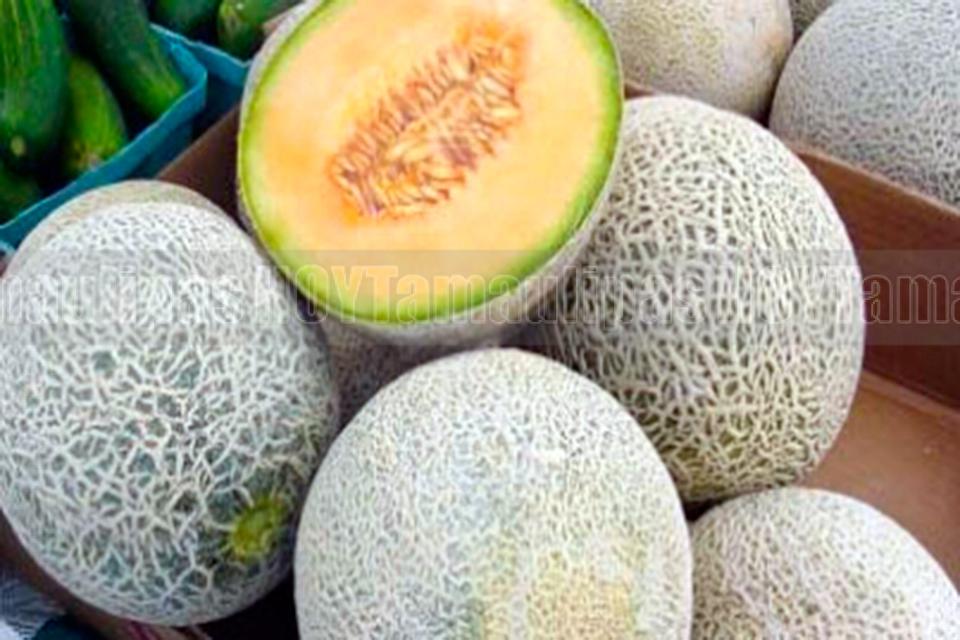 Hoy Tamaulipas - Crece produccion de melon mexicano mas de 21 mil ...