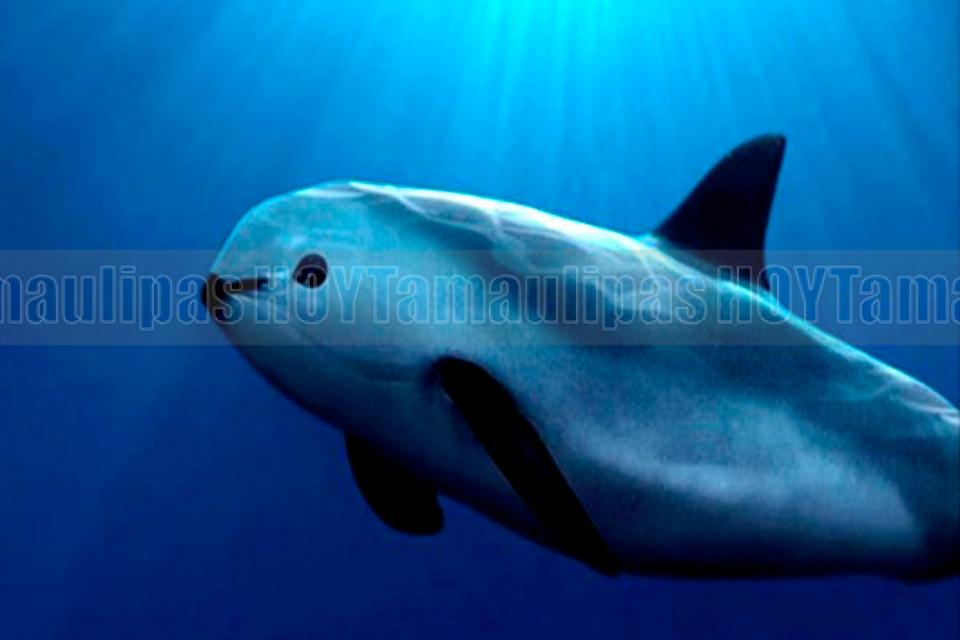 Hoy Tamaulipas - Procuraduria ambiental apoya en peritaje a 375 buches ...