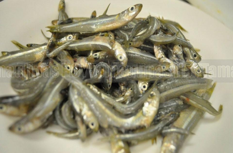 Hoy Tamaulipas - Charal en capsulas ayudaria a reducir el colesterol