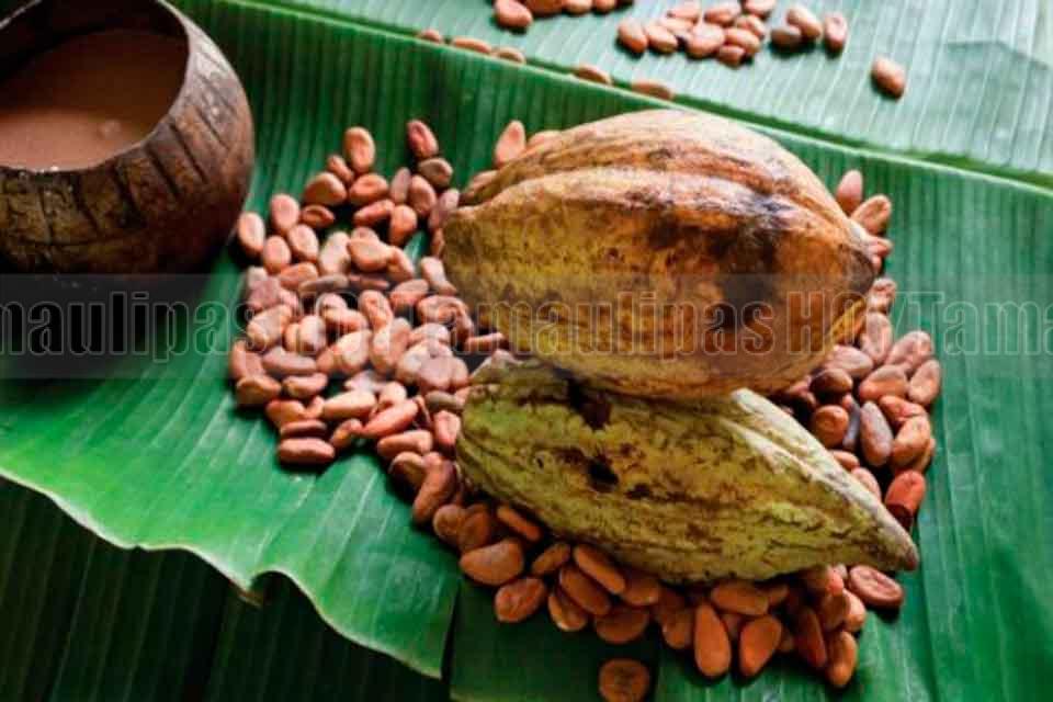 Hoy Tamaulipas - Mexico gran productor de cacao