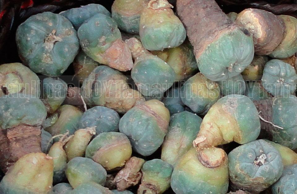 Hoy Tamaulipas - El peyote especie protegida y sagrada en riesgo de ...