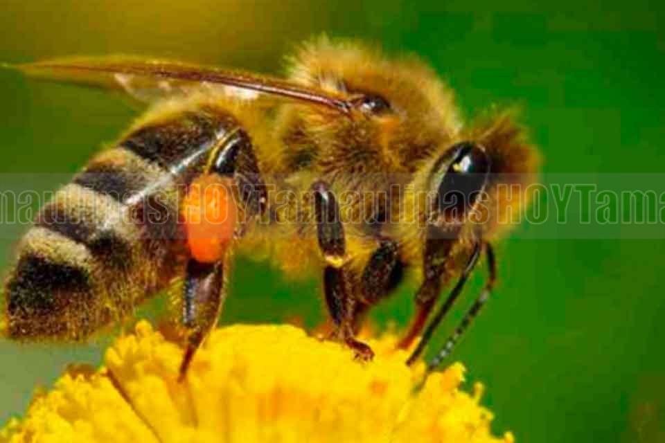 Hoy Tamaulipas - Identifican propiedades del veneno de abeja contra mal ...