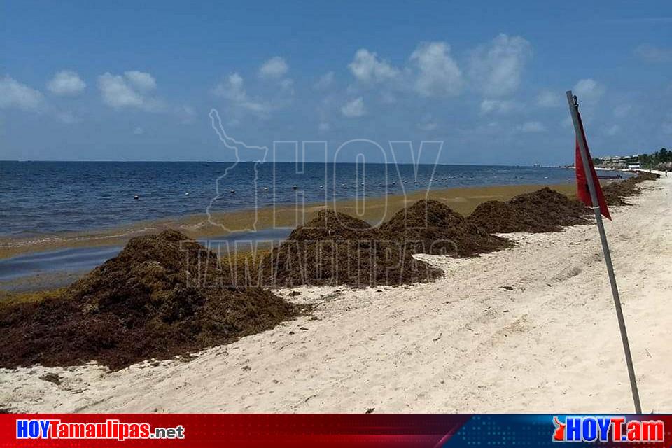 Hoy Tamaulipas - Expertos alertan de problemas por sargazo en el Caribe
