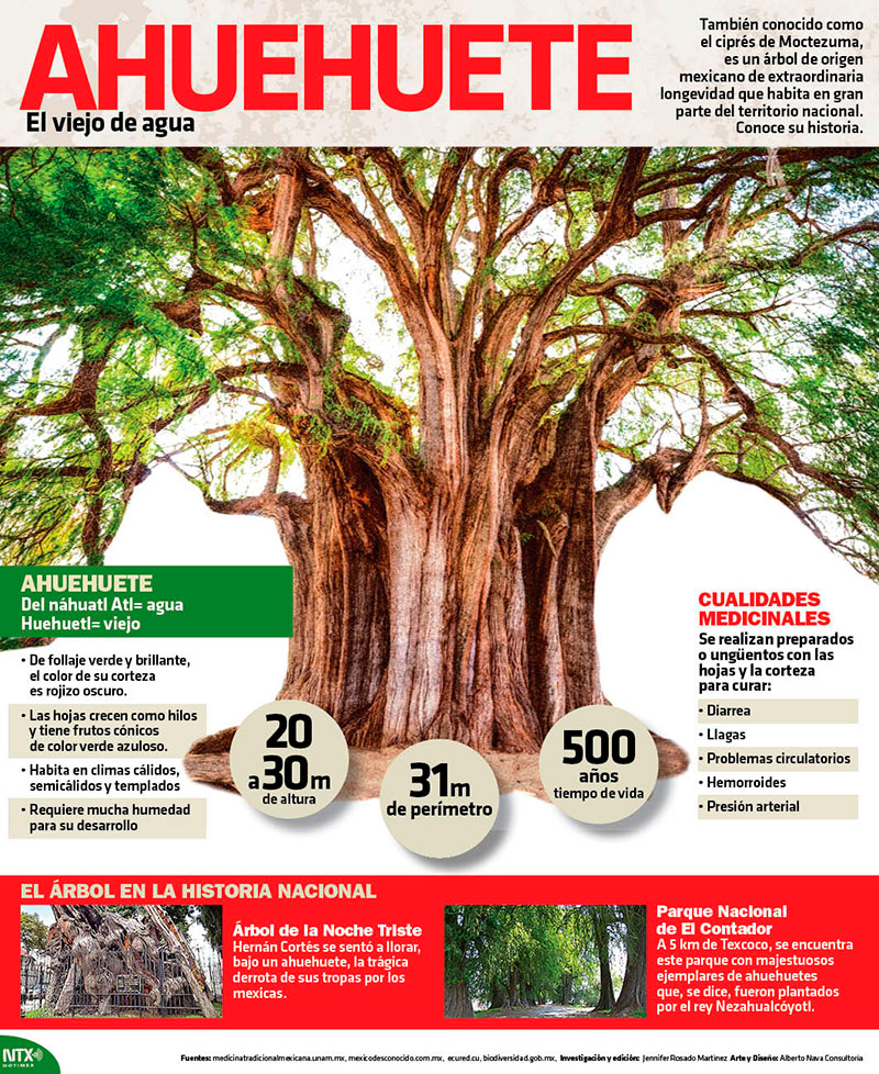 Ahuehuete, el viejo de agua