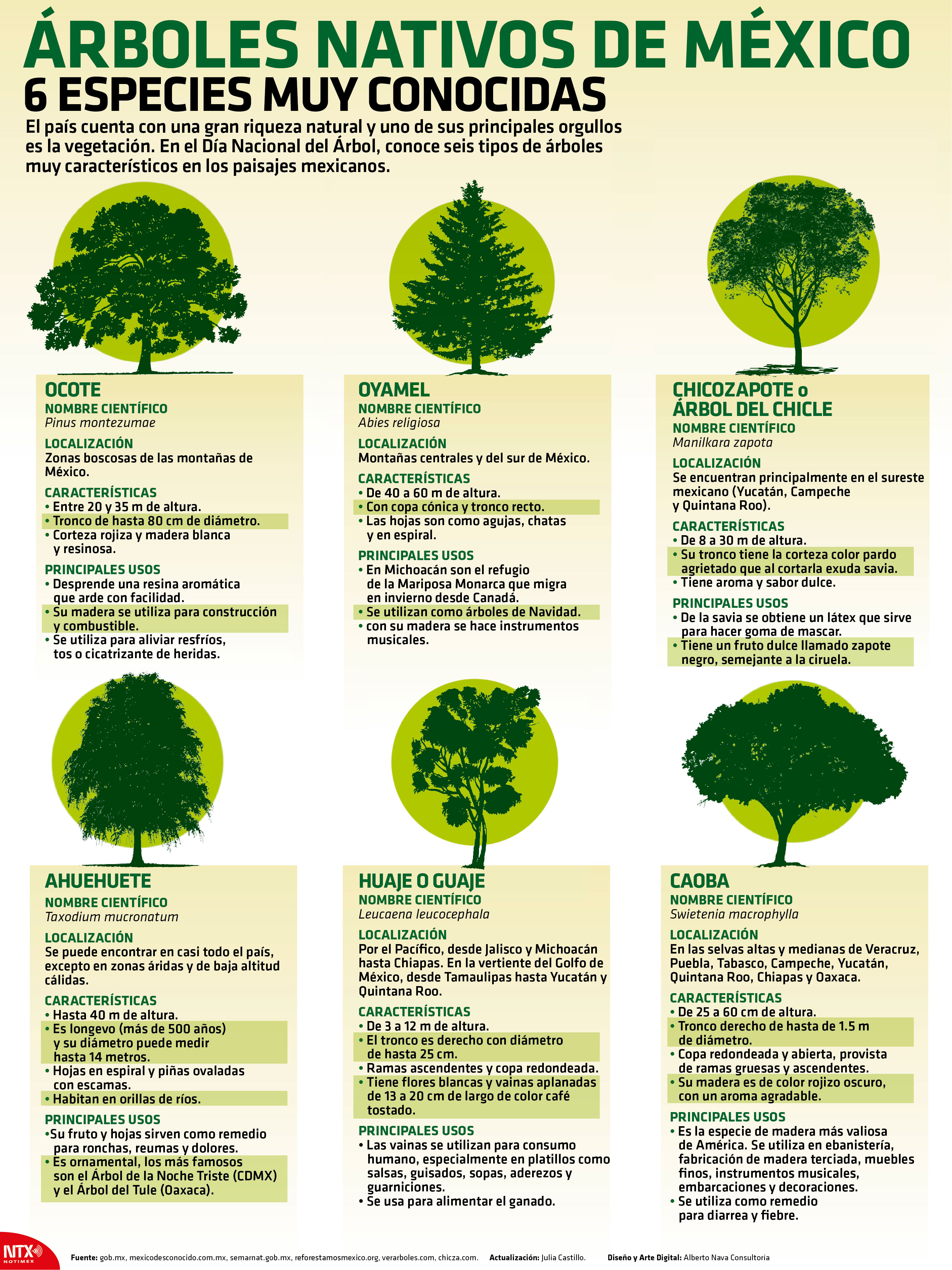 Árboles nativos de México, 6 especies muy conocidas