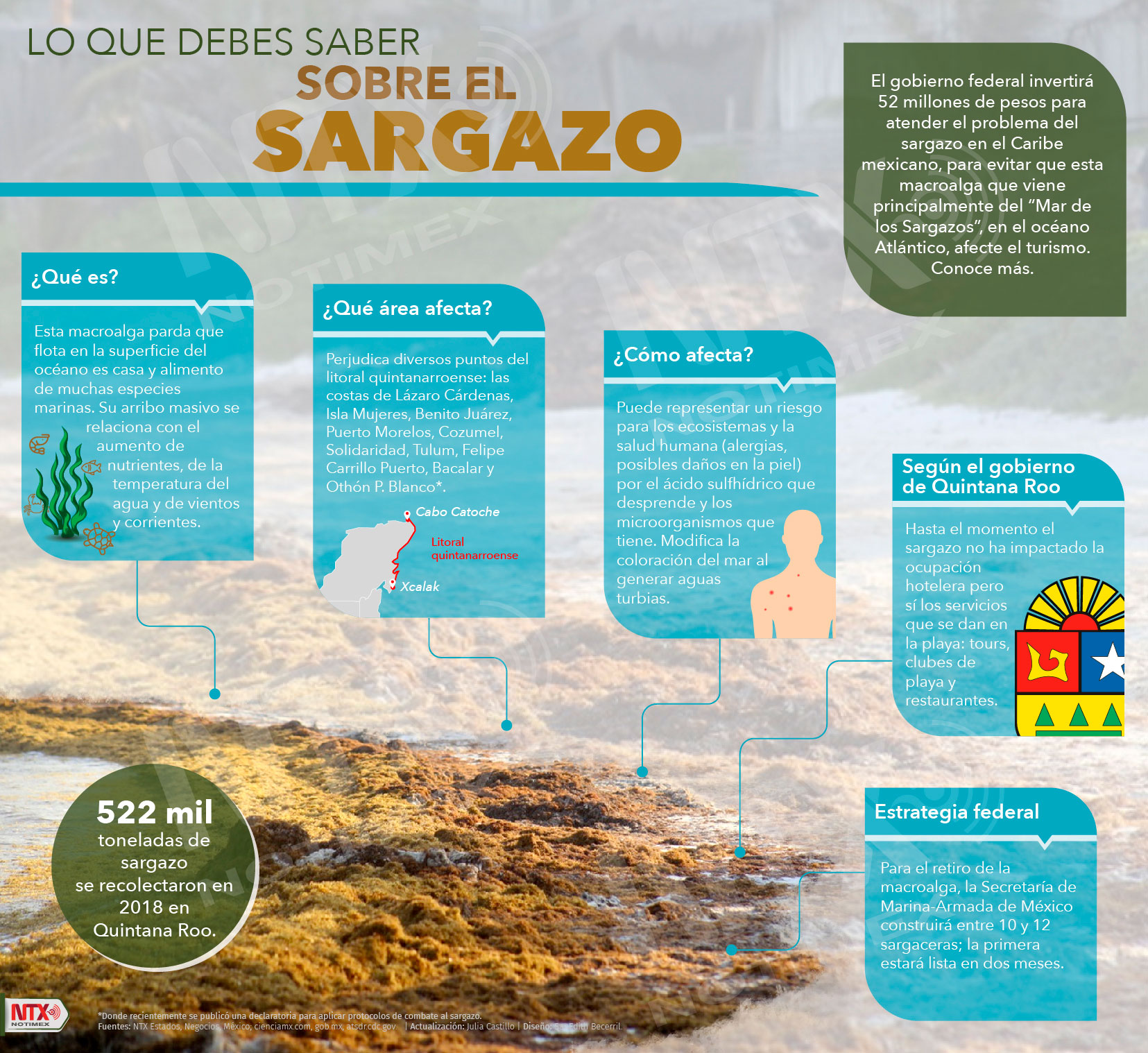 Lo que debes sabes sobre el sargazo