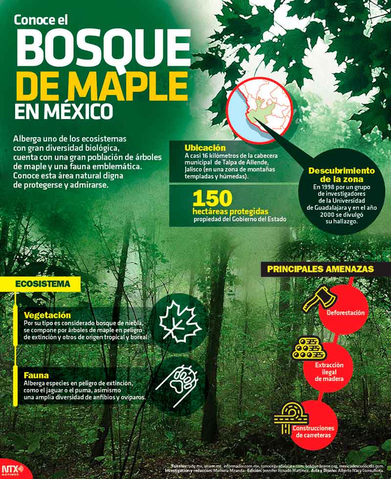Conoce el bosque de maple en México