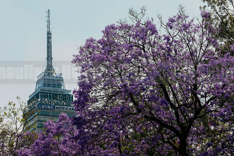 Hoy Tamaulipas - Foto del Dia: Jacarandas en CDMX