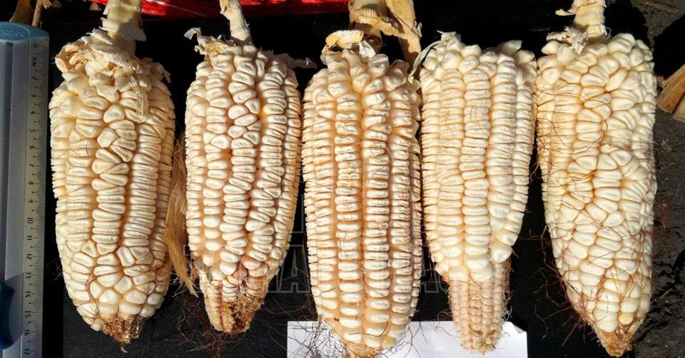 Hoy Tamaulipas - Maiz en Mexico Segalmex comprara 521 mil toneladas de ... Hoy Tamaulipas - Maiz en Mexico Segalmex comprara 521 mil toneladas de ...