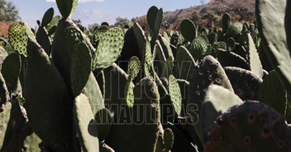 Hoy Tamaulipas - Para abatir sequia en estados aridos estableceran viveros de nopal forrajero